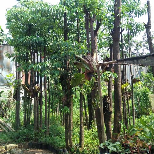 Jual Pohon pule grouping tinggi pohon 4-5 meter,n - Kota Depok ...
