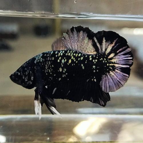 Jual ikan cupang hias avatar copper cooper gold avc avcg - Kab.Ciamis ...