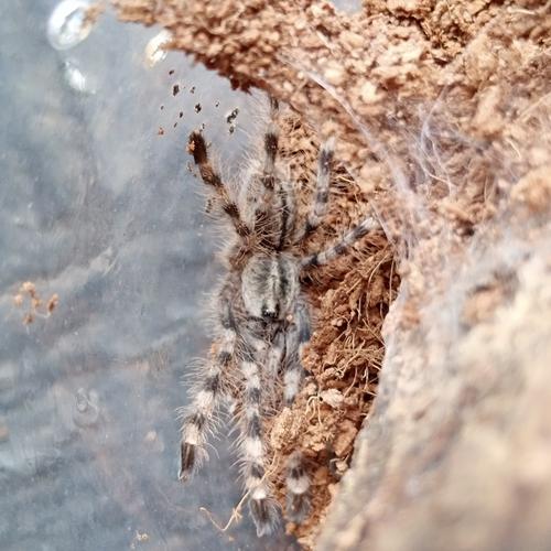 Jual P. Formosa / Poecilotheria Formosa - Kota Depok - kirachnid ...