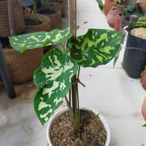 Jual bambu penyangga tanaman | lanjaran | turus bambu penyangga tanaman ...