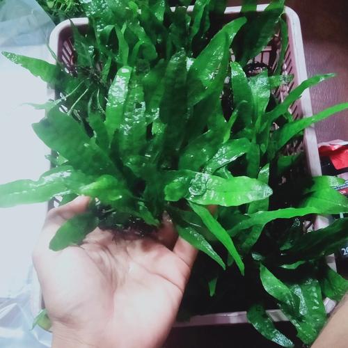 Jual java fern kadaka tanaman aquascape - Kab. Banyumas - Jala@arto ...