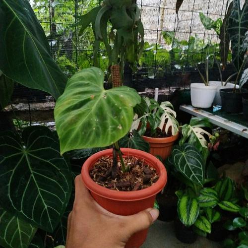 Jual tanaman hias philodendron verucosum fress cuting kode 02 - Kab ...