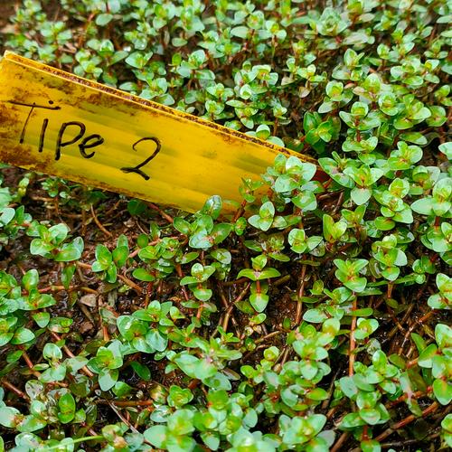 Jual rotala macrandra type 2/sp pearl aquascape - Kab. Bogor - gawir ...