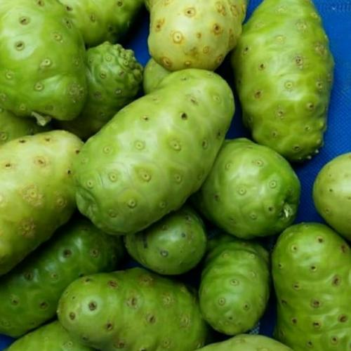 Jual buah mengkudu segar pace - Jakarta Timur - fathan qoriib | Tokopedia