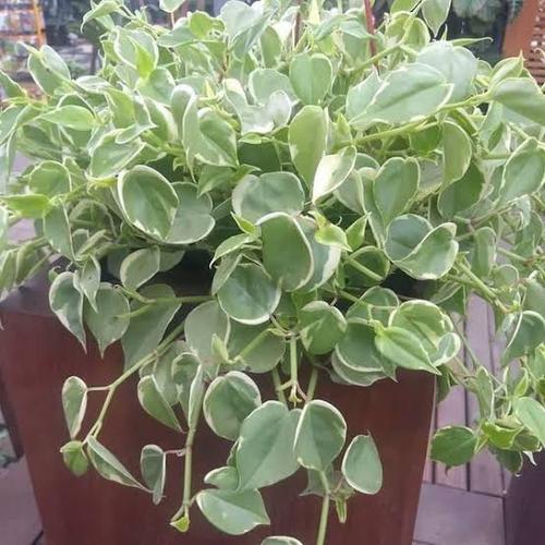 Jual tanaman hias terang bulan - Kota Depok - ERWIN FLORA 2 | Tokopedia