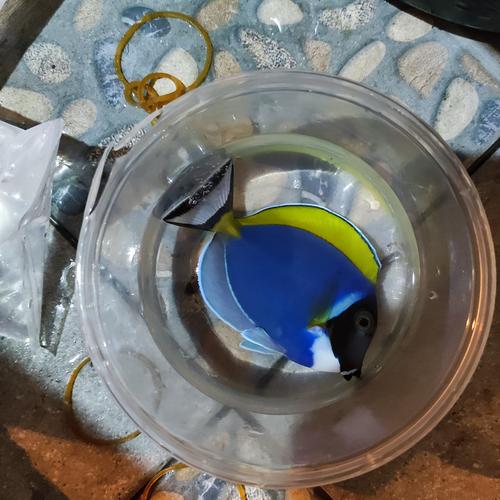 Jual Ikan Botana Biru - Kota Medan - Best Aquatics | Tokopedia