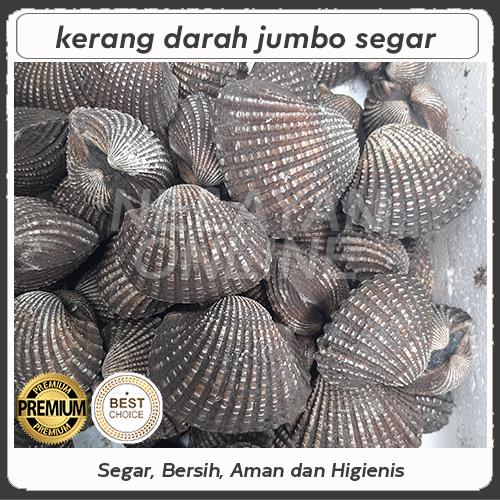 Jual KERANG DARA SEGAR JUMBO BESAR 1Kg / Kerang DARAH Hidup Fresh ...