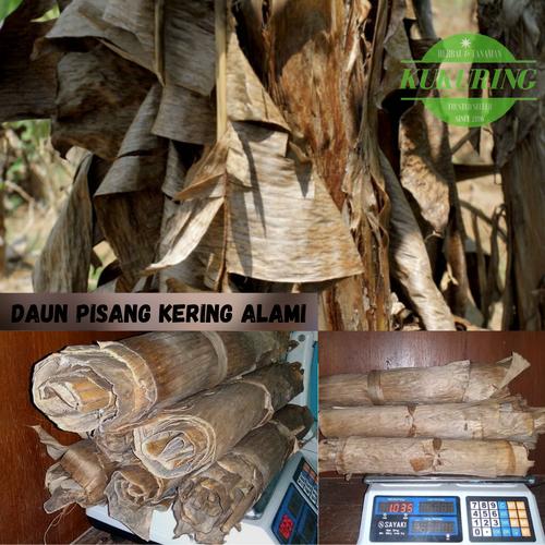 Jual Daun pisang kering media infusoria pakan burayak dan jangkrik ...