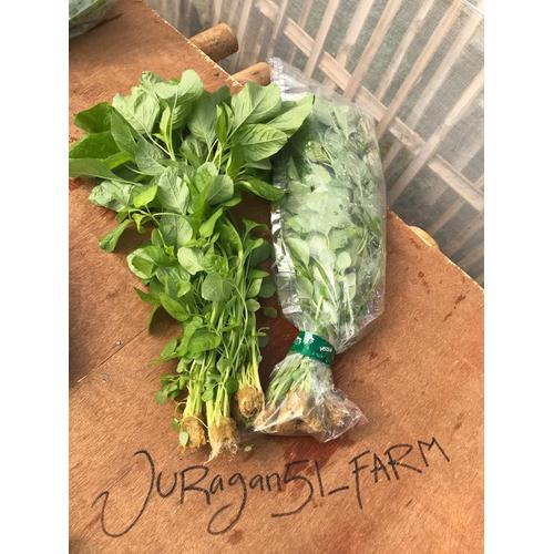 Jual bayam hidroponik / bayam hydroponic / bayam daun lebar / bayem ...