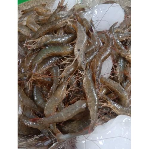 Jual Udang Api Segar 1KG Size 100+- - Jakarta Utara - CobryzenShop ...