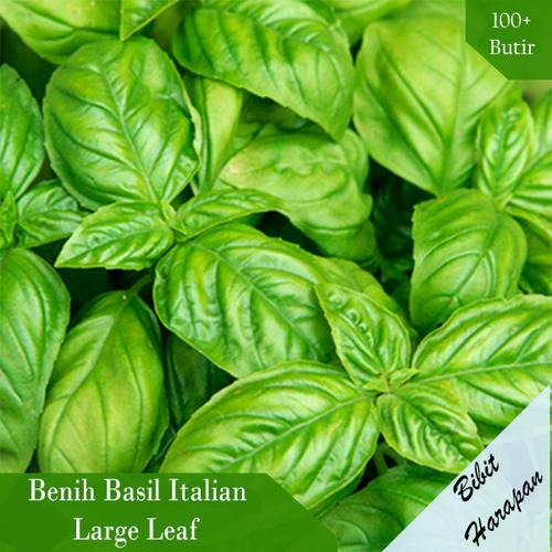 Promo Bibit Benih Basil Italian Large Leaf Bibit Unggul Benih Tanaman ...