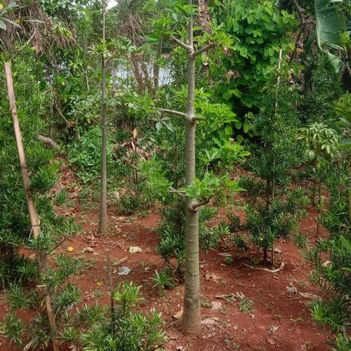Jual Bibit Pohon Baobab/Kaki Gajah Uk 1,5 Sd 2 Meter Up - Kab. Bogor ...