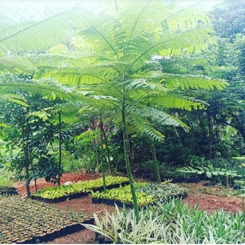 Jual pohon solobium/pakis brazil - Kota Depok - Arisflora | Tokopedia