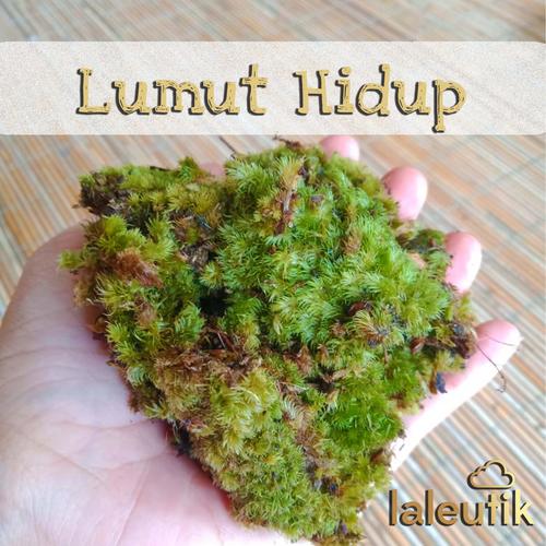 Jual Lumut Hidup | Living moss | Lumut Hutan | Moss lumut hijau - Kota ...