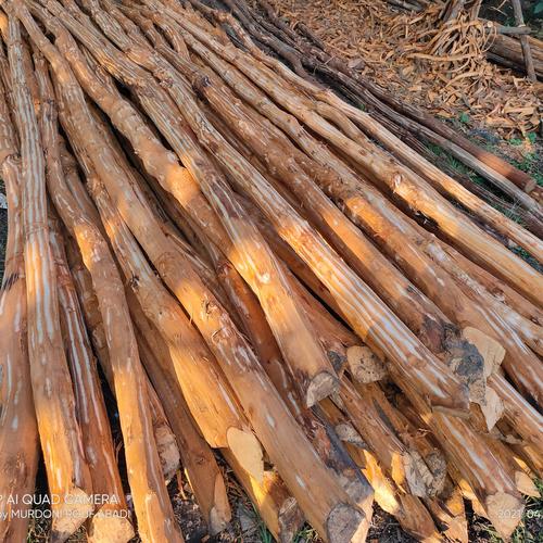 Jual kayu dolken puspa / medang diameter 8-10 panjang 4m - Kab. Bogor ...