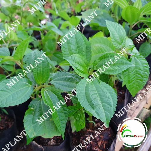 Jual Bibit Tanaman Pohpohan - Pohon Daun Pohpohan - Tanaman Herbal ...