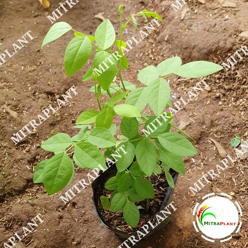 Promo Bibit Tanaman Bunga Teleng - Pohon Kembang Telang - Tanaman ...