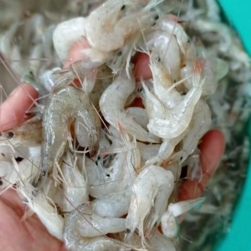 Jual udang api / udang laut fresh (frozen) - Jakarta Barat - lucky ...