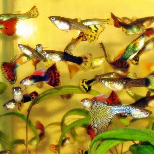Jual IKAN GUPPY HIASAN AQUASCAPE AQUARIUM - Kota Denpasar - Fish Lim ...