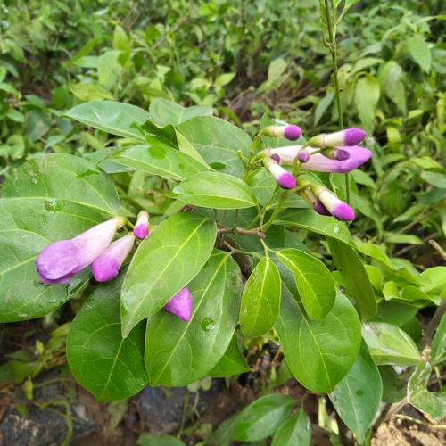 Jual tanaman hias merambat GARLIC VINE panjang 1 meter bunga ungu - Kab ...