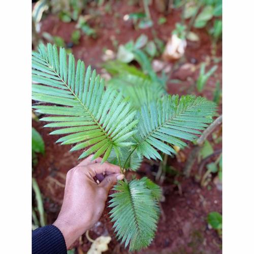 Jual Tanaman hias palem rotan hutan/tanaman unik langka - Kab ...