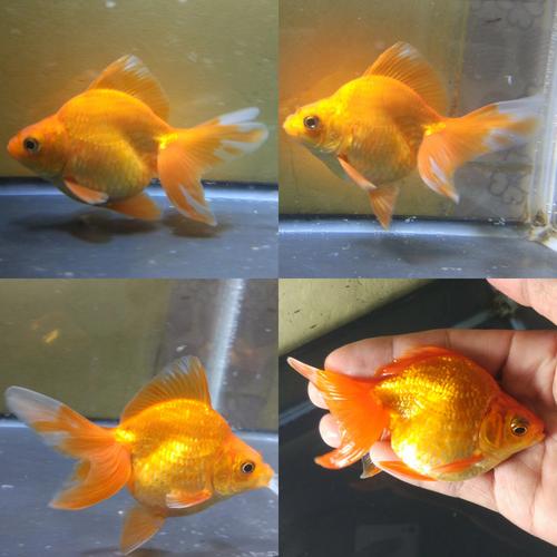 Jual Ikan Hias Mas Koki Ryukin Medium Punuk Unta - 1 - Kab. Sleman ...