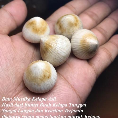 Jual Batu Kentos Kelapa Asli dari Buah Kelapa Harga Untuk 5PCS Besar ...