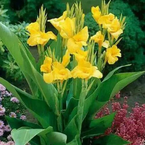 Jual Tanaman Hias Kana Bunga Kuning CANA LILY RICHARD WALLACE Bunga ...