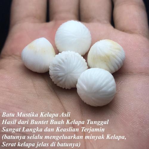 Jual Batu Kentos Kelapa Asli dari Buah Kelapa Harga Untuk 5PCS Putih ...