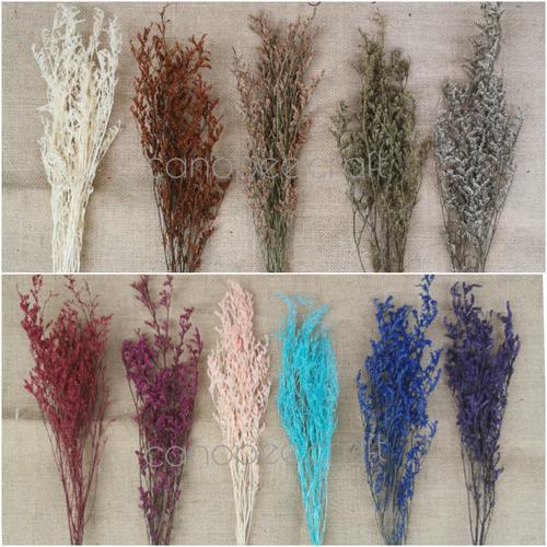 Jual Dried Flower Caspea Bunga Kering Lovergrass Dekorasi Kamar ...