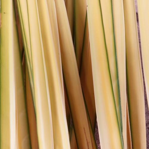 Jual daun kelapa muda/janur kelapa - Kab. Pangandaran - kebunkika shop ...