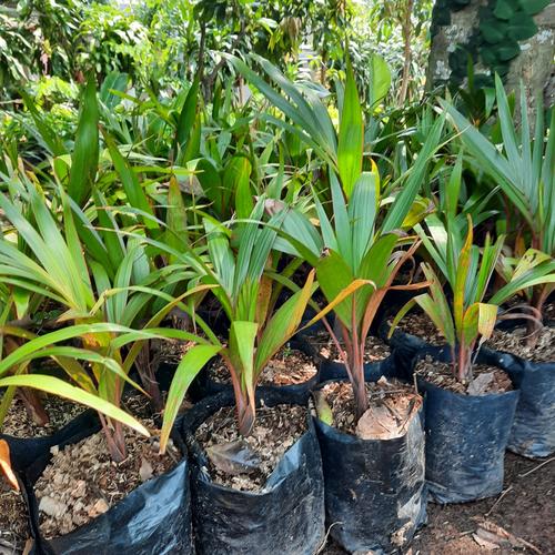 Jual pohon palem merah - bibit palm merah - bibit pohon palem merah ...