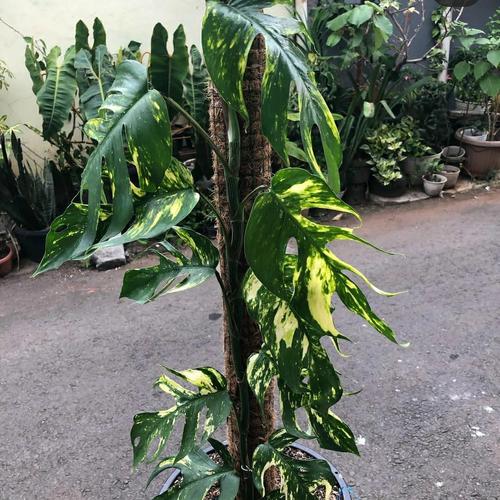 Jual epipremnum var yellow 3 colour - epip kujang tanaman - 1-2 daun ...