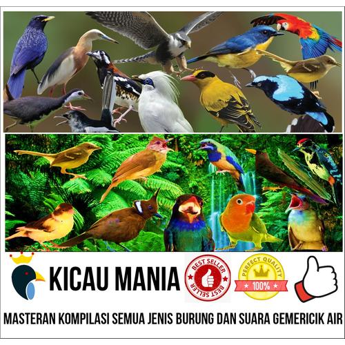 Jual Masteran Kompilasi Semua Jenis Burung Kicau Dan Suara Gemericik ...