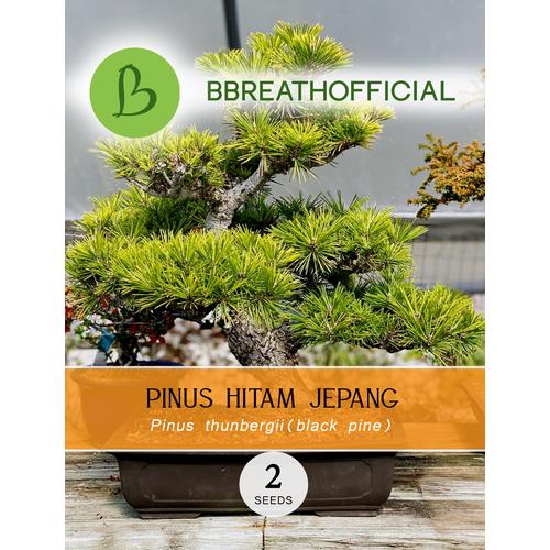 Jual seeds black pine bonsai - pinus hitam jepang benih isi 2 biji ...