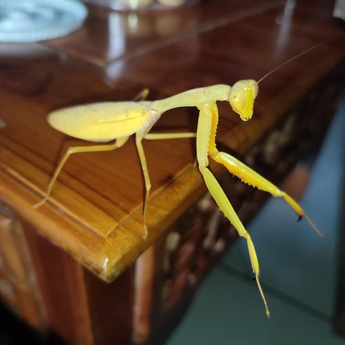 Jual giant golden mantis (hirodula venosa) - Kab. Purbalingga ...