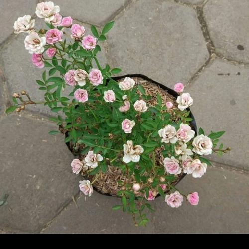 Jual TANAMAN HIAS MAWAR BABYROSE/ MAWAR MINI SUDAH BERBUNGA - Jakarta ...