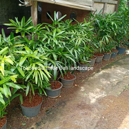 Jual Tanaman Palem Waregu Ekslusif - Jakarta Barat - little Bali ...