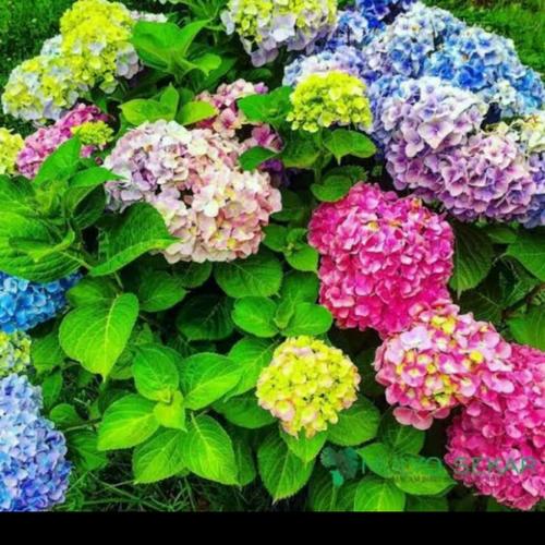 Jual BIBIT TANAMAN BUNGA PANCAWARNA/ BUNGA BOKOR - Jakarta Barat ...
