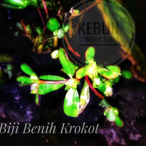 Jual Biji Benih Tanaman Herbal Kerokot Rumput Krokot Sayur Organik ...