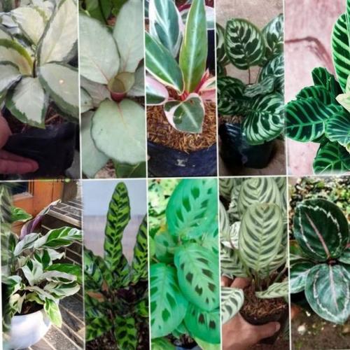 Jual TANAMAN HIAS . PAKET 10 Jenis Pohon Calathea - Kab. Bogor - love ...
