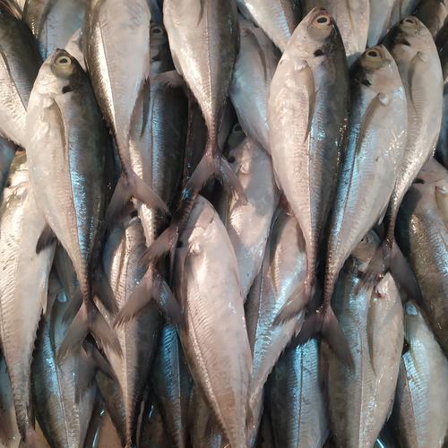 Jual IKAN TEROS SEGAR | IKAN TENGEK SEGAR 1.0kg - Kota Bandung - Aneka ...