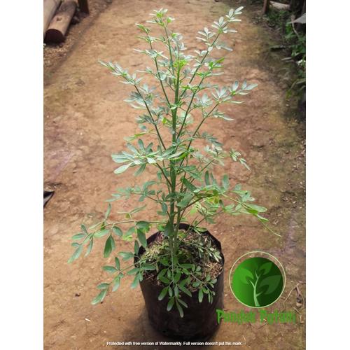 Jual Tanaman Herbal Daun Inggu - Ruta graveolens - Kota Batu - Pondok ...