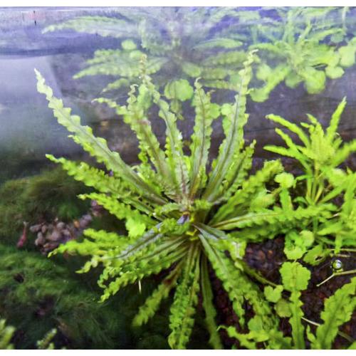 Jual RED DOWNOI (Pogostemon Helferi Red) - Kota Malang - ShinsStore ...