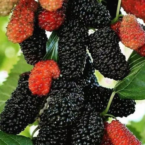 Jual Bibit stek murbei buah arbei besaran mullberry tanaman berry ...
