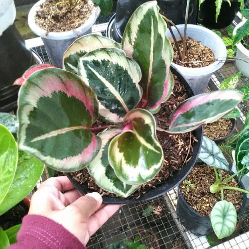 Jual Tanaman Hias Calathea Cynthia Pink Real Pict - Kota Tangerang ...