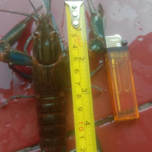 Jual INDUK SUPER LOBSTER AIR TAWAR 5 INCH JENIS KONSUMSI BERGARANSI ...