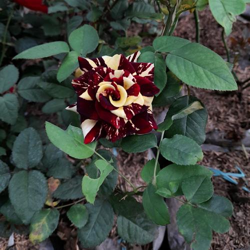 Jual tanaman hias mawar batik - Kota Tangerang Selatan - Rose Plant ...