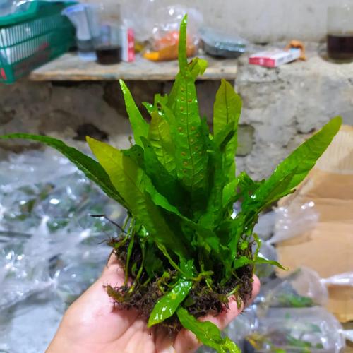 Jual microsorum java fern kadaka - Kab. Bogor - eshan aquatic | Tokopedia