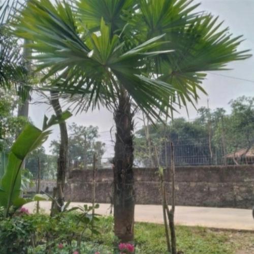 Jual tanaman hias palem sadeng tinggi 3 mtr daun - Kota Depok - Garden ...